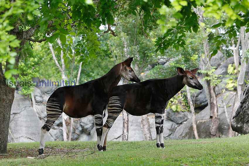 Male And Female Okapi Visuals Unlimited
