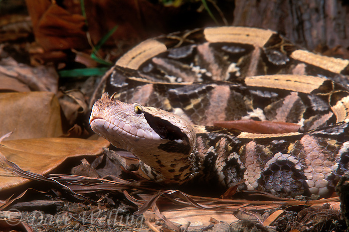 West African Gaboon Viper Bitis Gabonica Rhinoceros