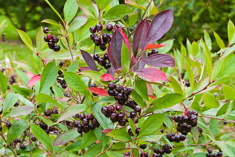 Aronia x prunifolia in berry | Plant & Flower Stock Photography ...