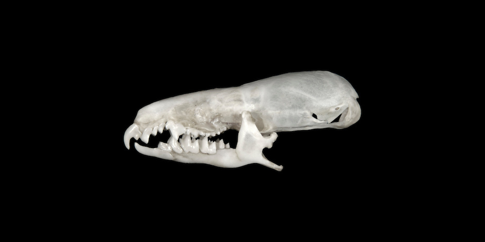 Insectivores Teeth Paleocene Mammals Of The World